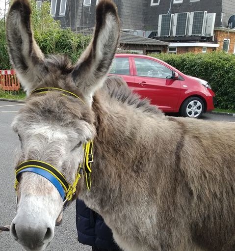 When the donkeys came to church | The Parish of Badshot Lea and Hale