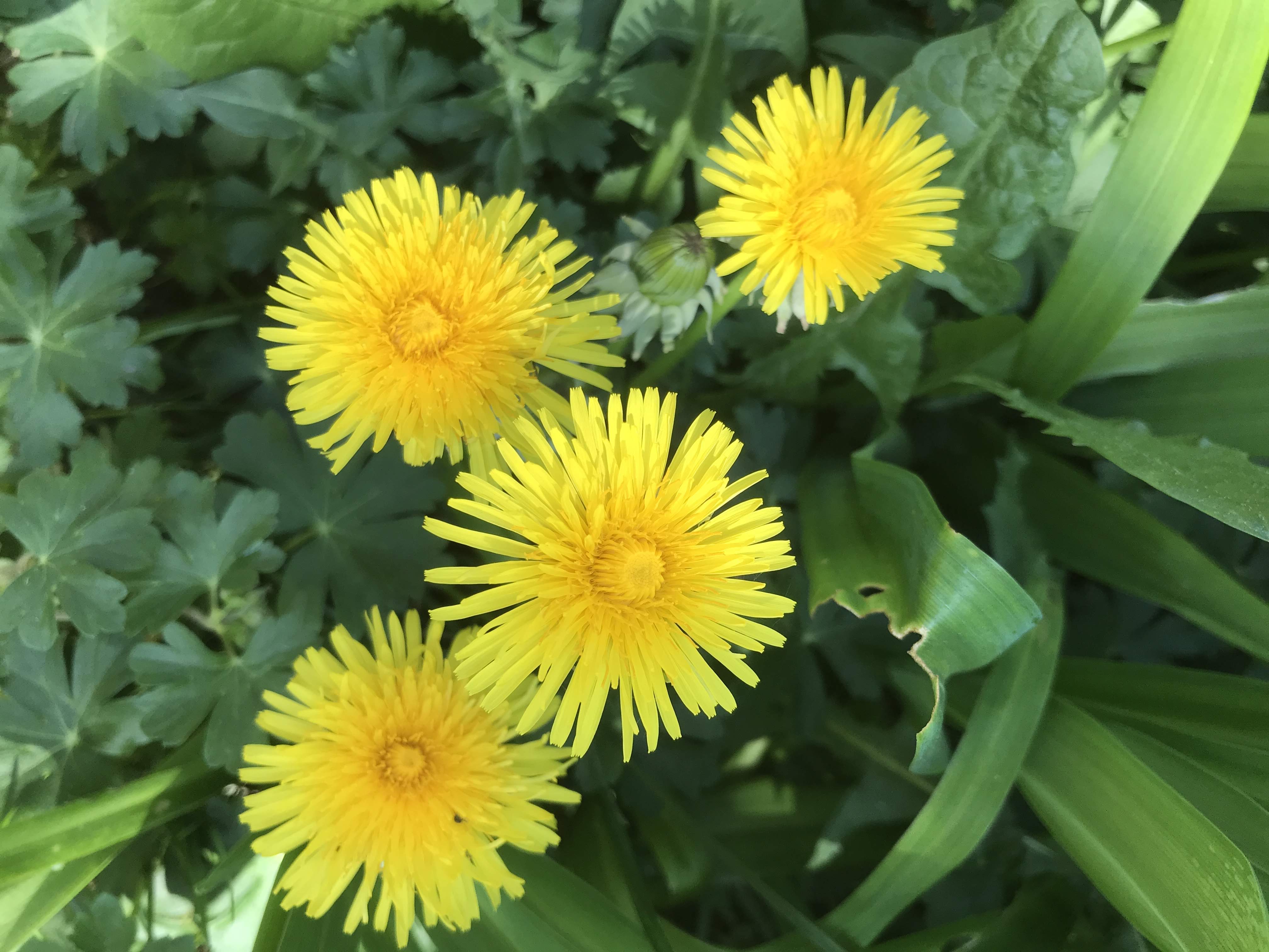 A Gallery of Flowers | The Parish of Badshot Lea and Hale